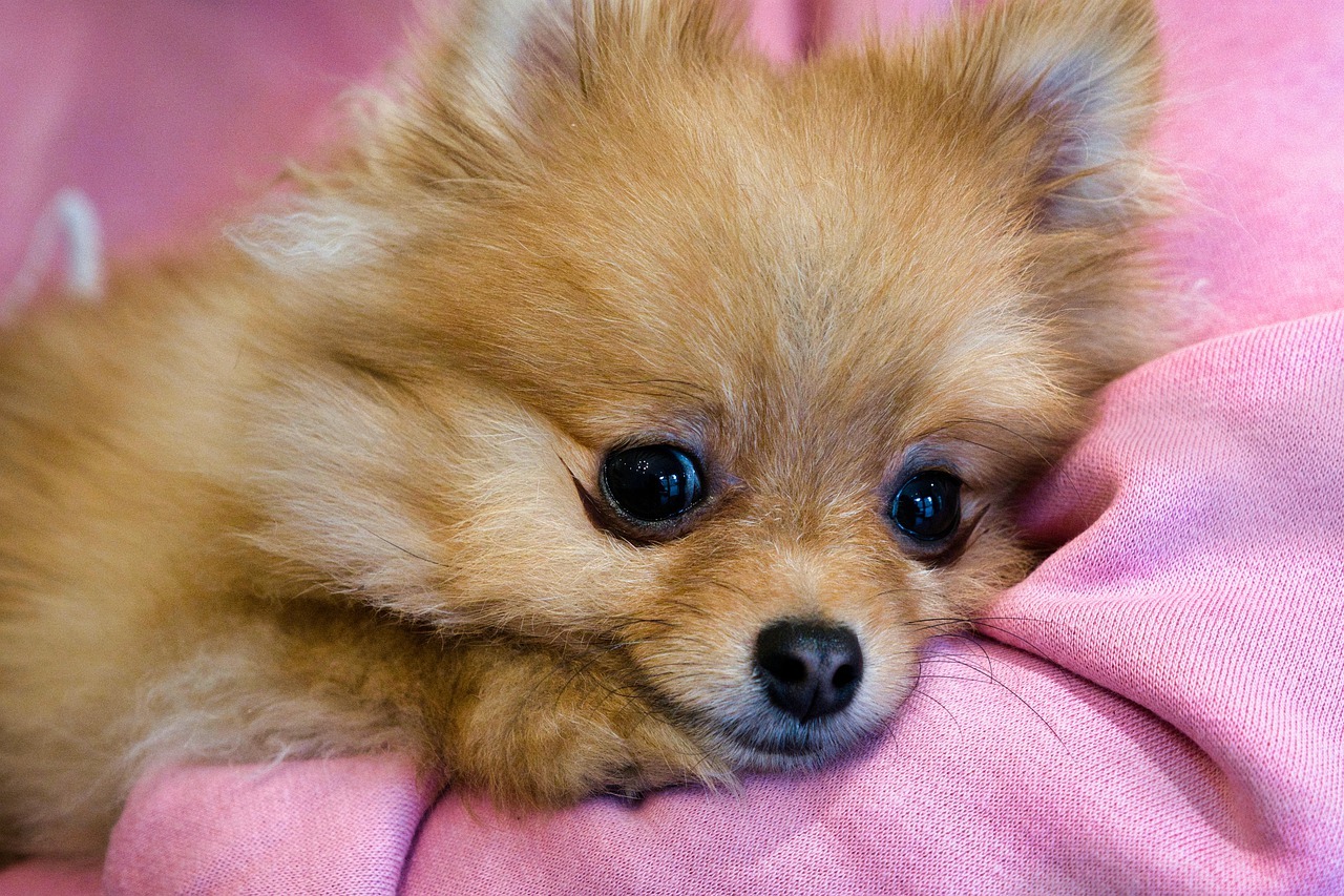 Nos astuces : comment faire vomir un chien